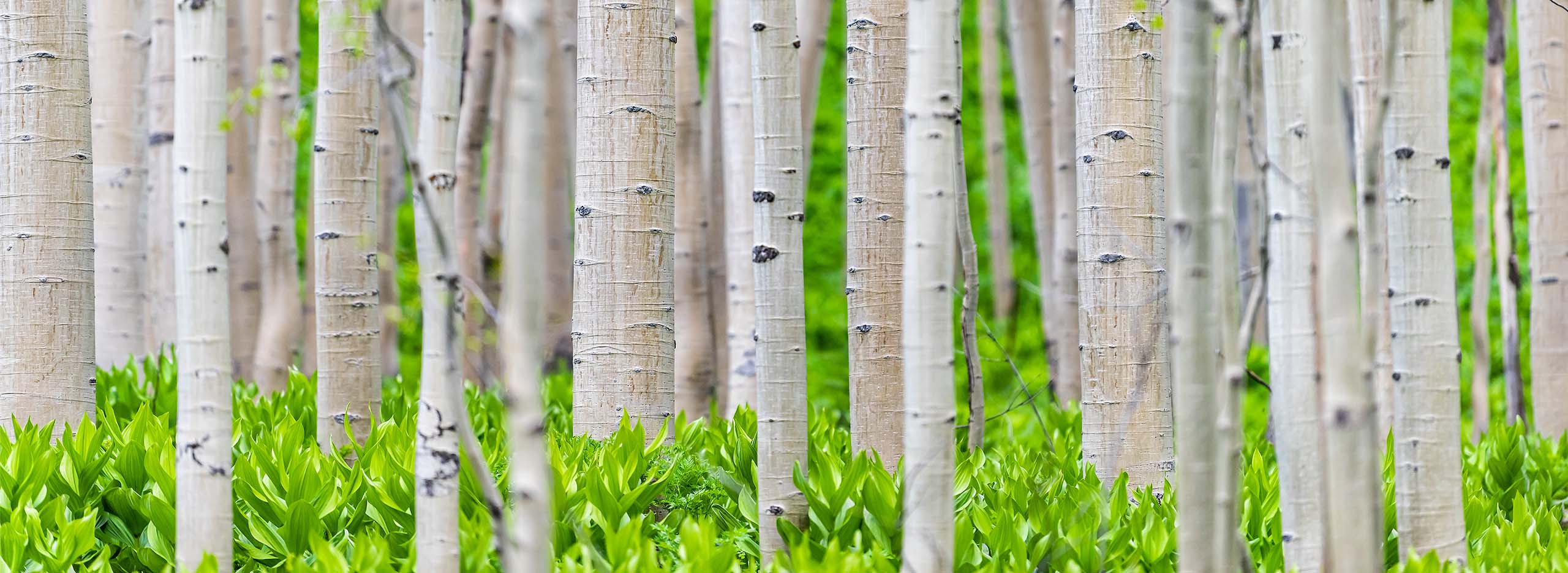 About Aspen Spa in the Scottish Highlands | Aspen Spa